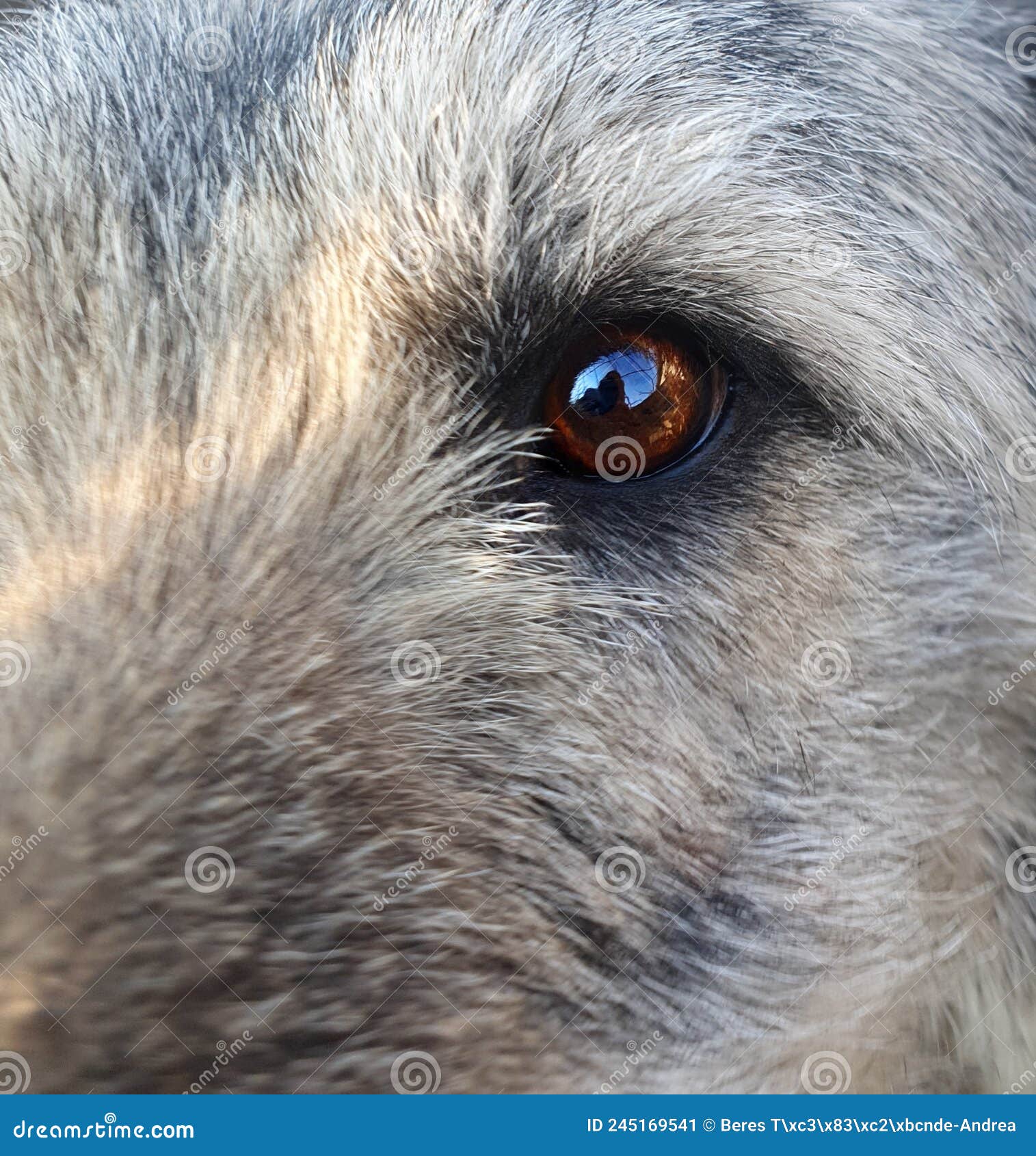 DogEye stock image. Image of dogeye, doggy, brown, beautiful - 245169541