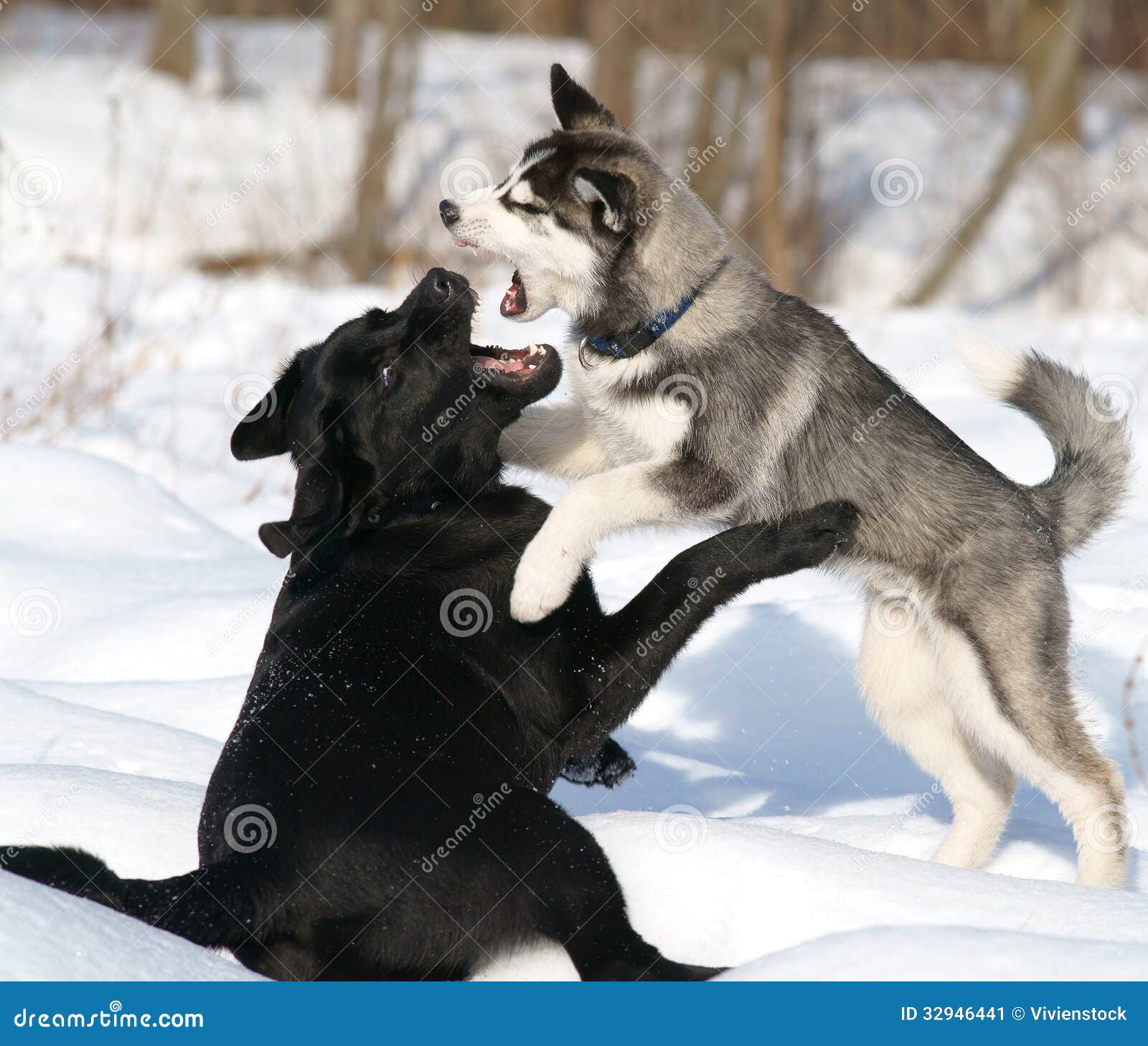 Dogfight stock image. Image of playful, standing, aggression - 32946441