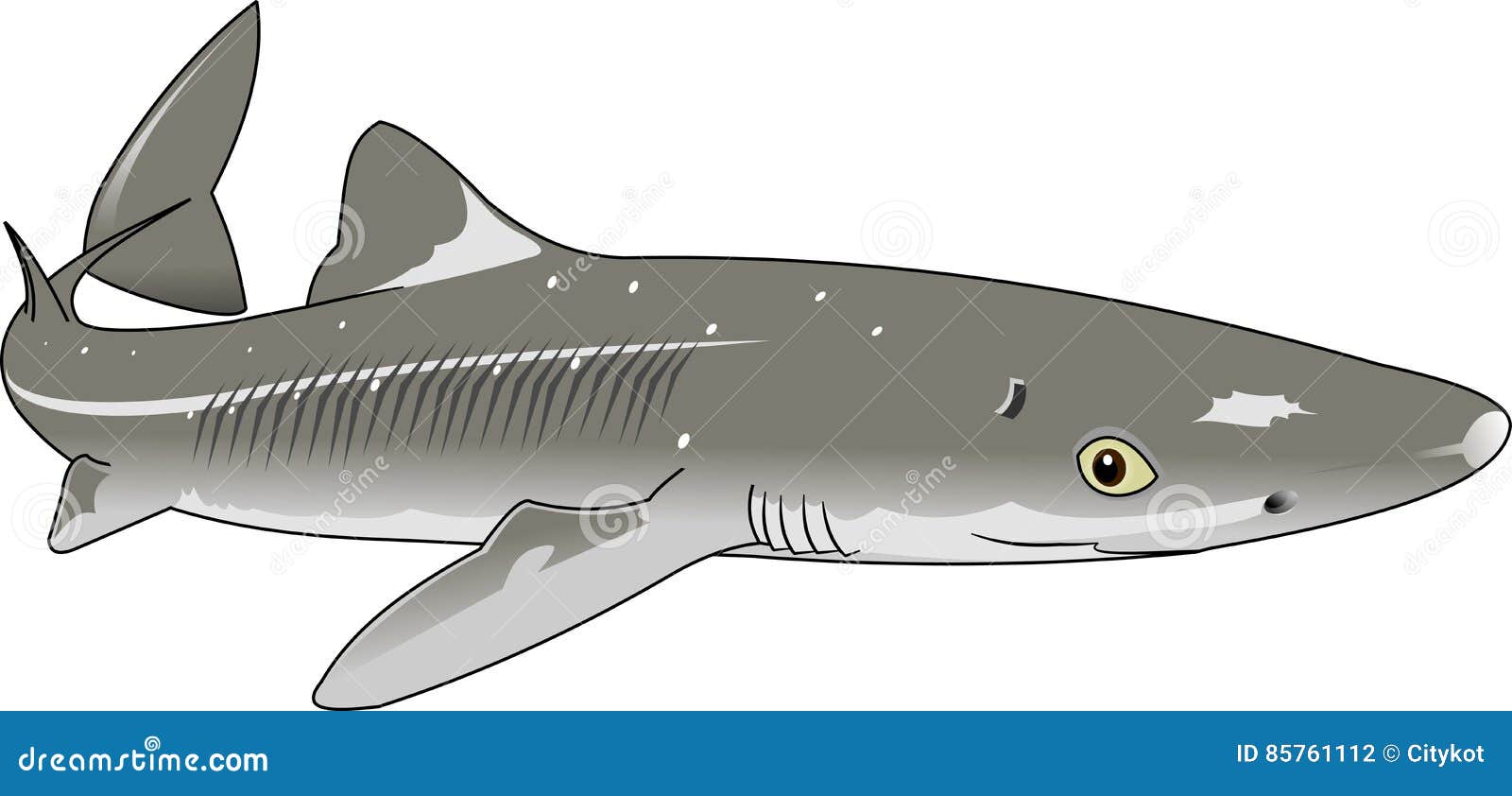 Dogfish Stock Illustrations, Vecteurs, & Clipart – (58 Stock Illustrations)