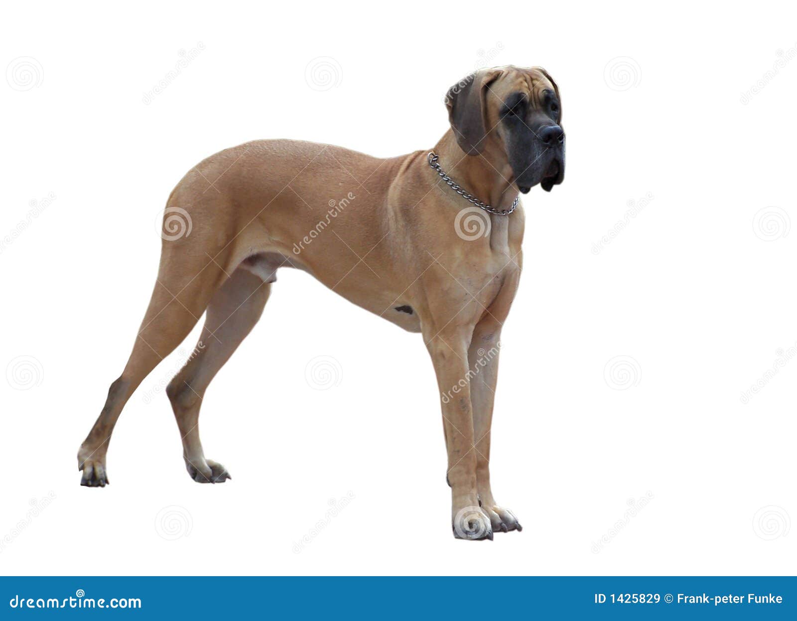 Dogge alemán imagen de archivo. Imagen de huesos, largely - 1425829