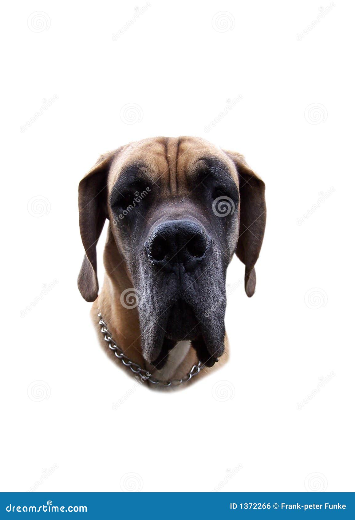 Dogge alemán 2 foto de archivo. Imagen de pesadamente - 1372266