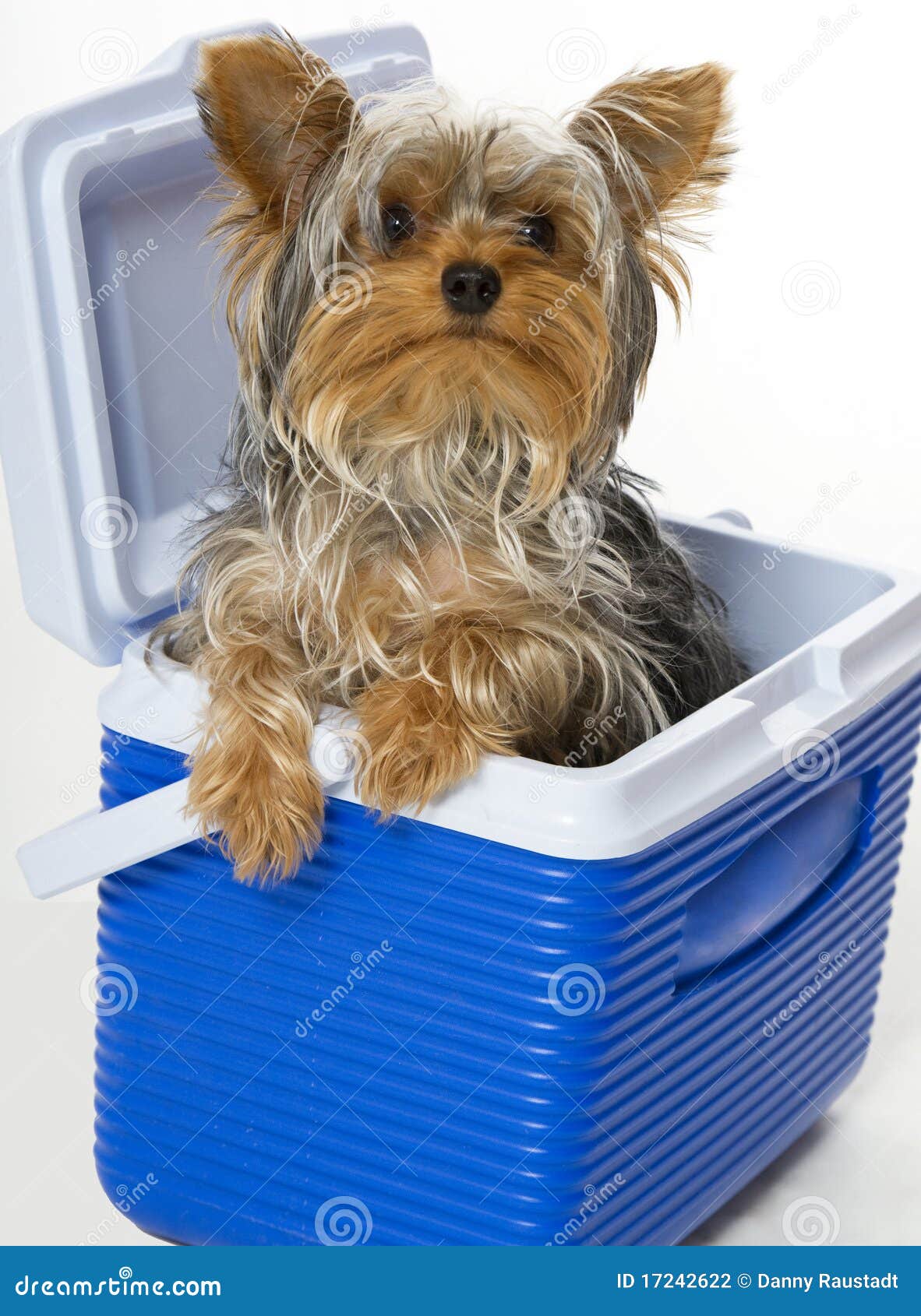 Doggie in the cooler stock photo. Image of hound, carrying - 17242622