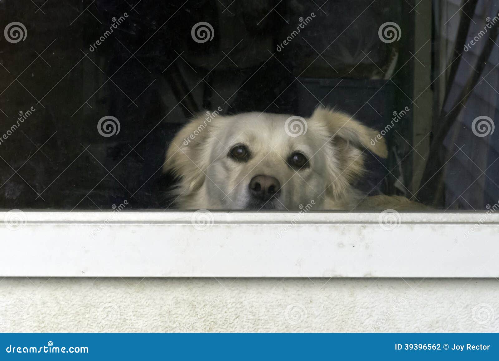 Doggie in the Window stock photo. Image of dark, light - 39396562