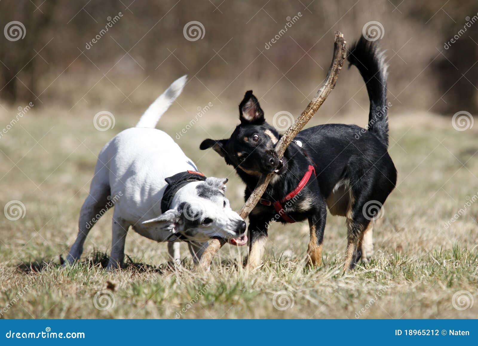 Doggies stock photo. Image of cute, dogs, doggie, adorable - 18965212