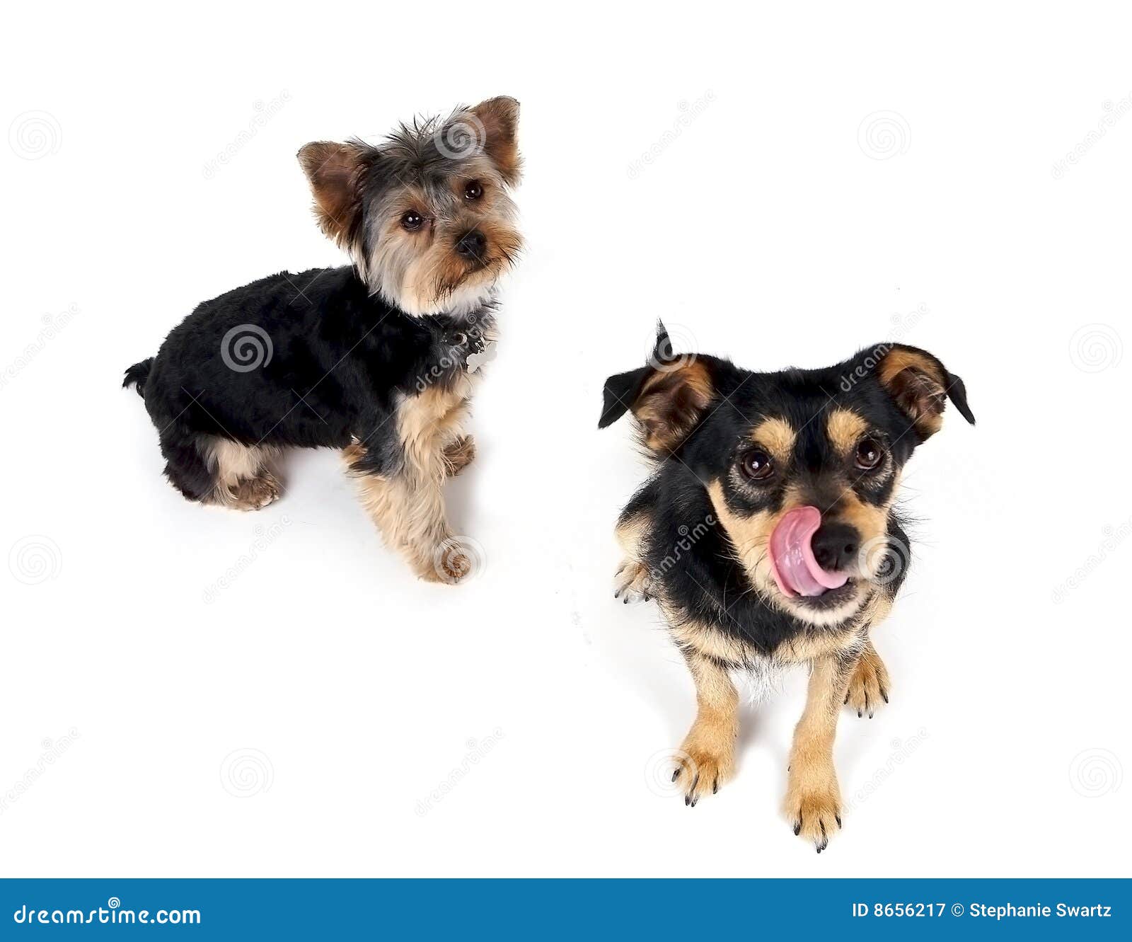 Doggies stock image. Image of sitting, great, mouth, cute - 8656217