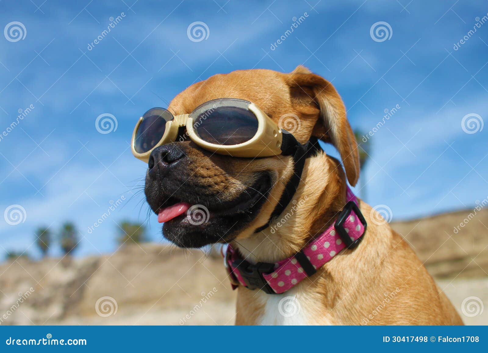 Doggles stockfoto. Bild von welpe, glücklich, strand - 30417498