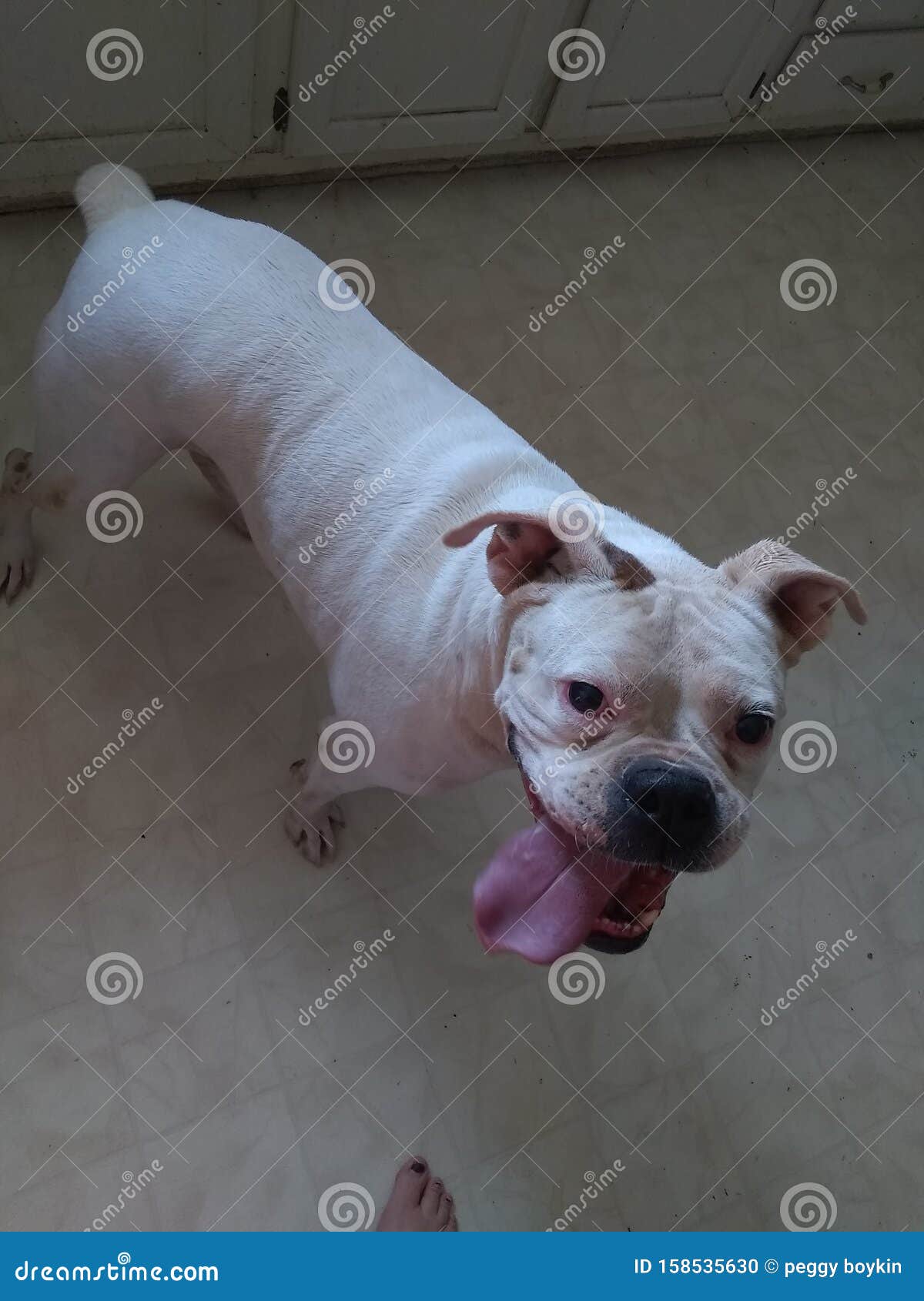 Doggo stock photo. Image of white, toung, boxer, doggo - 158535630