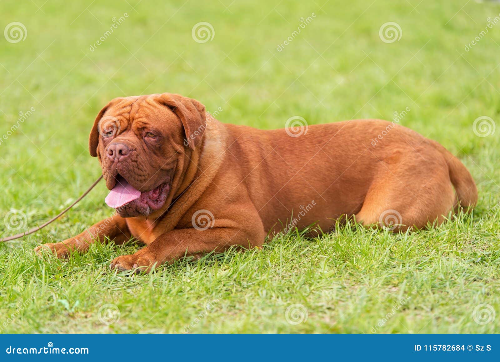 Doggue De Bordeaux Dog in the Park Stock Photo - Image of field, animal ...