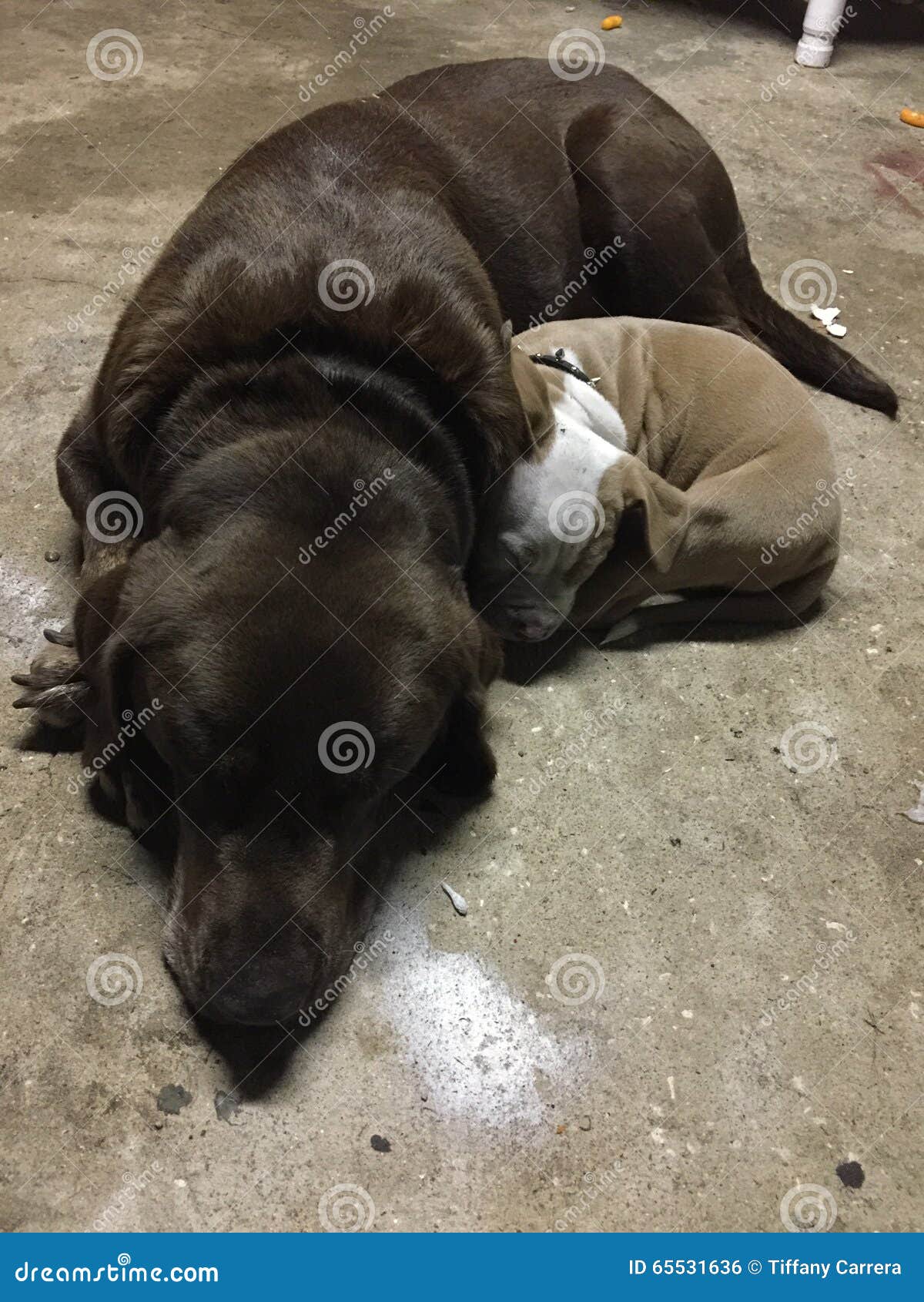 Doggy cuddles stock photo. Image of pitbull, cuddles - 65531636