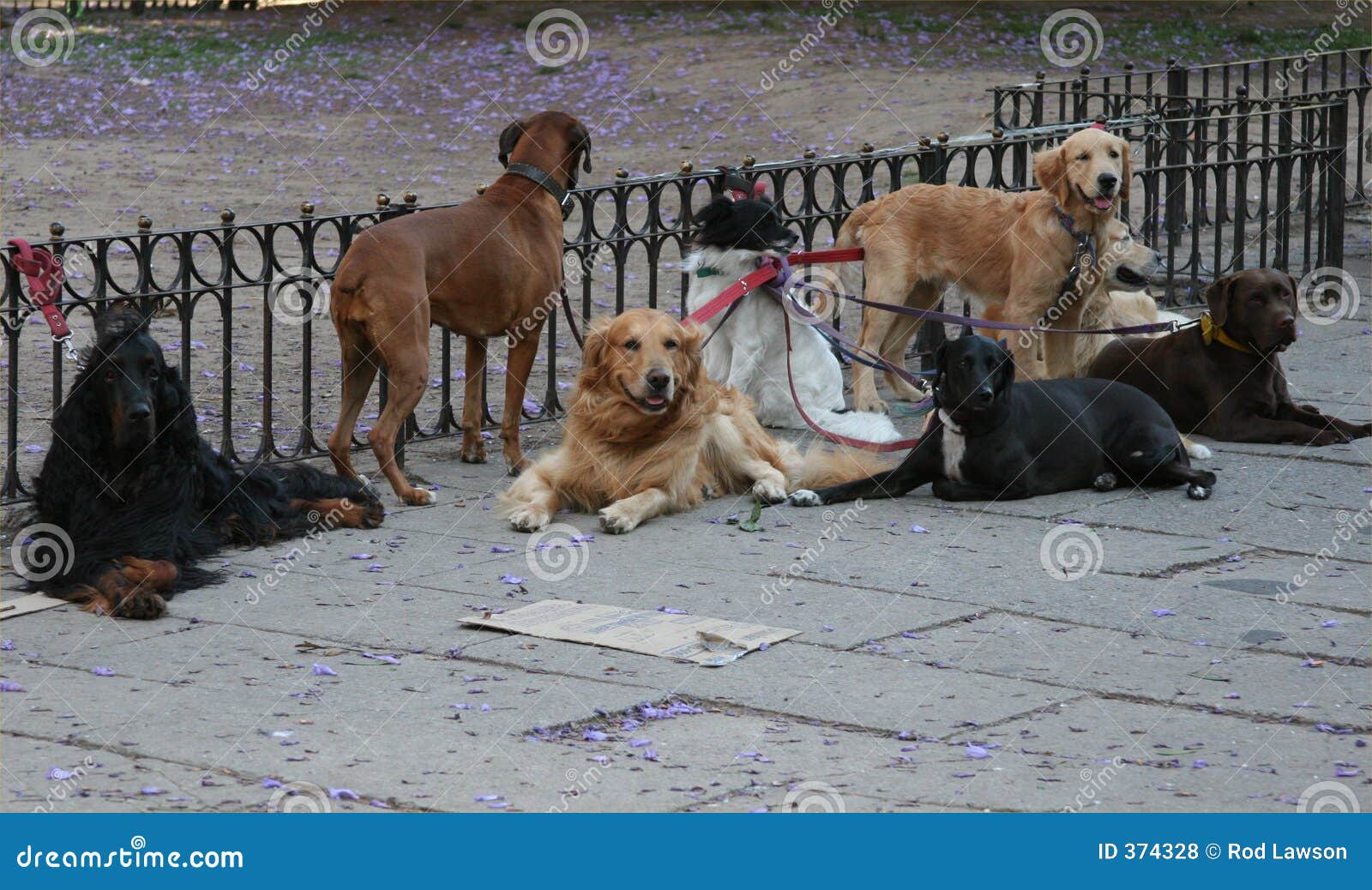 Doggy Friends stock photo. Image of group, freinds, friend - 374328