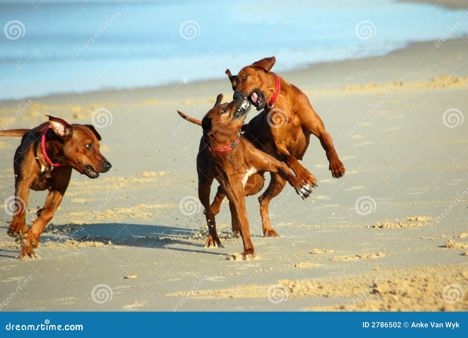 Doggy fun stock photo. Image of emotion, doggies, african - 2786502