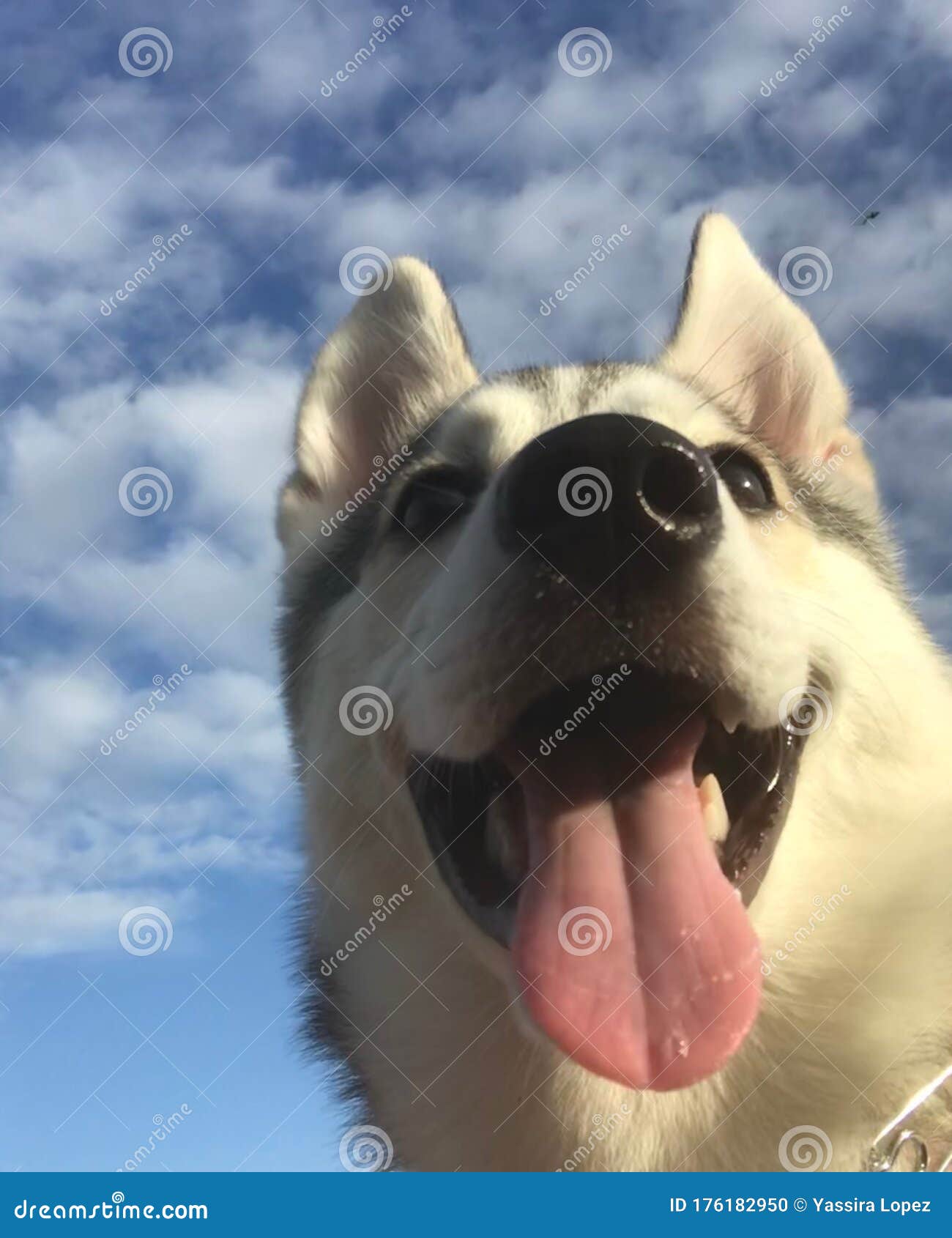 Doggy stock photo. Image of shot, angle, doggy, siberian - 176182950