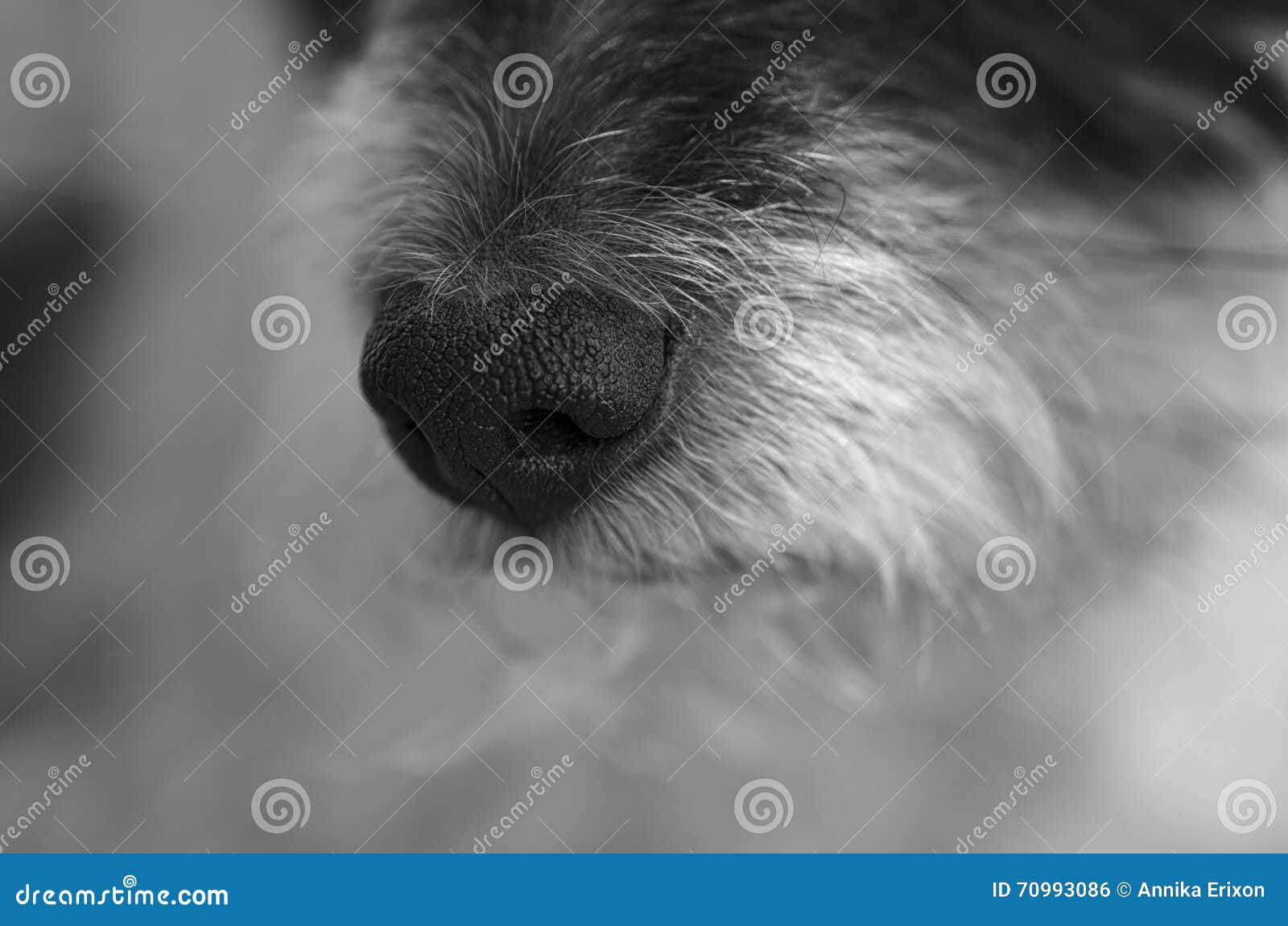 Dognose stock photo. Image of sensory, mammal, doggy - 70993086