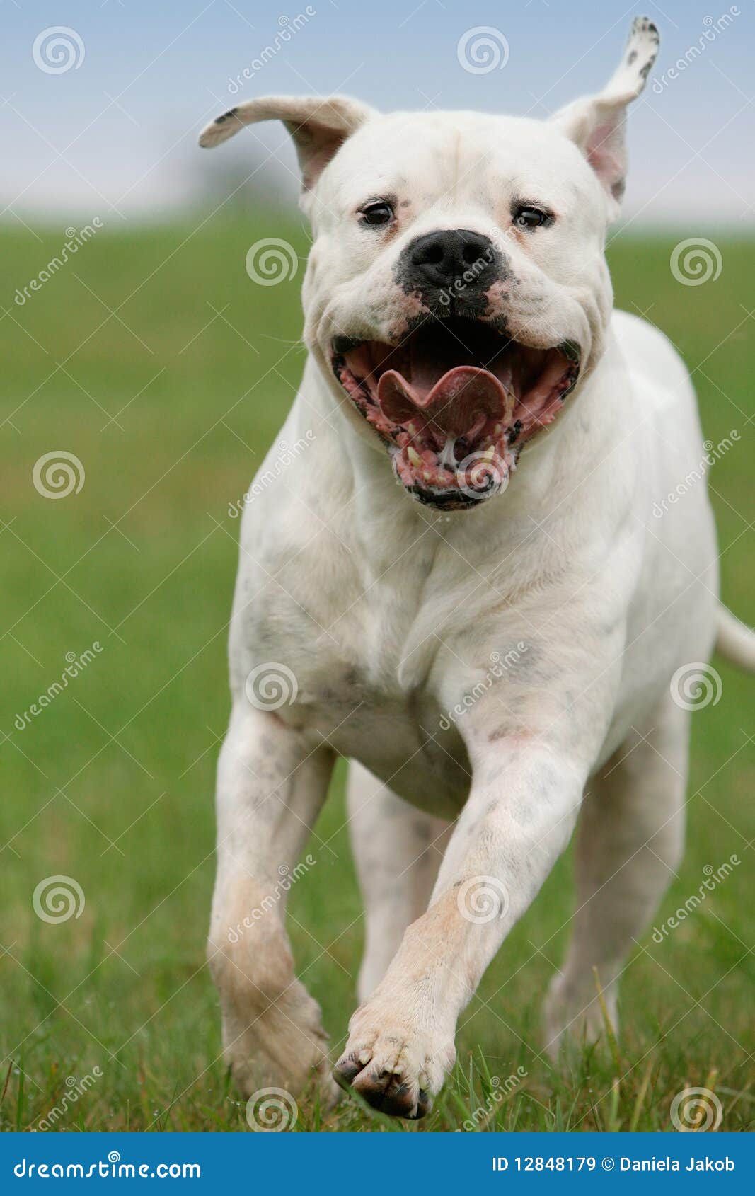 Dogo Argentino Strong Stock Photos - Free & Royalty-Free Stock Photos ...