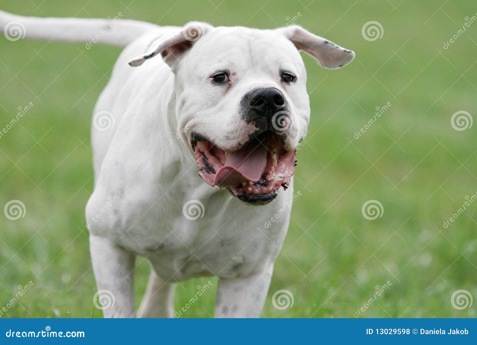 Running Dogo Argentino Royalty-Free Stock Photography | CartoonDealer ...