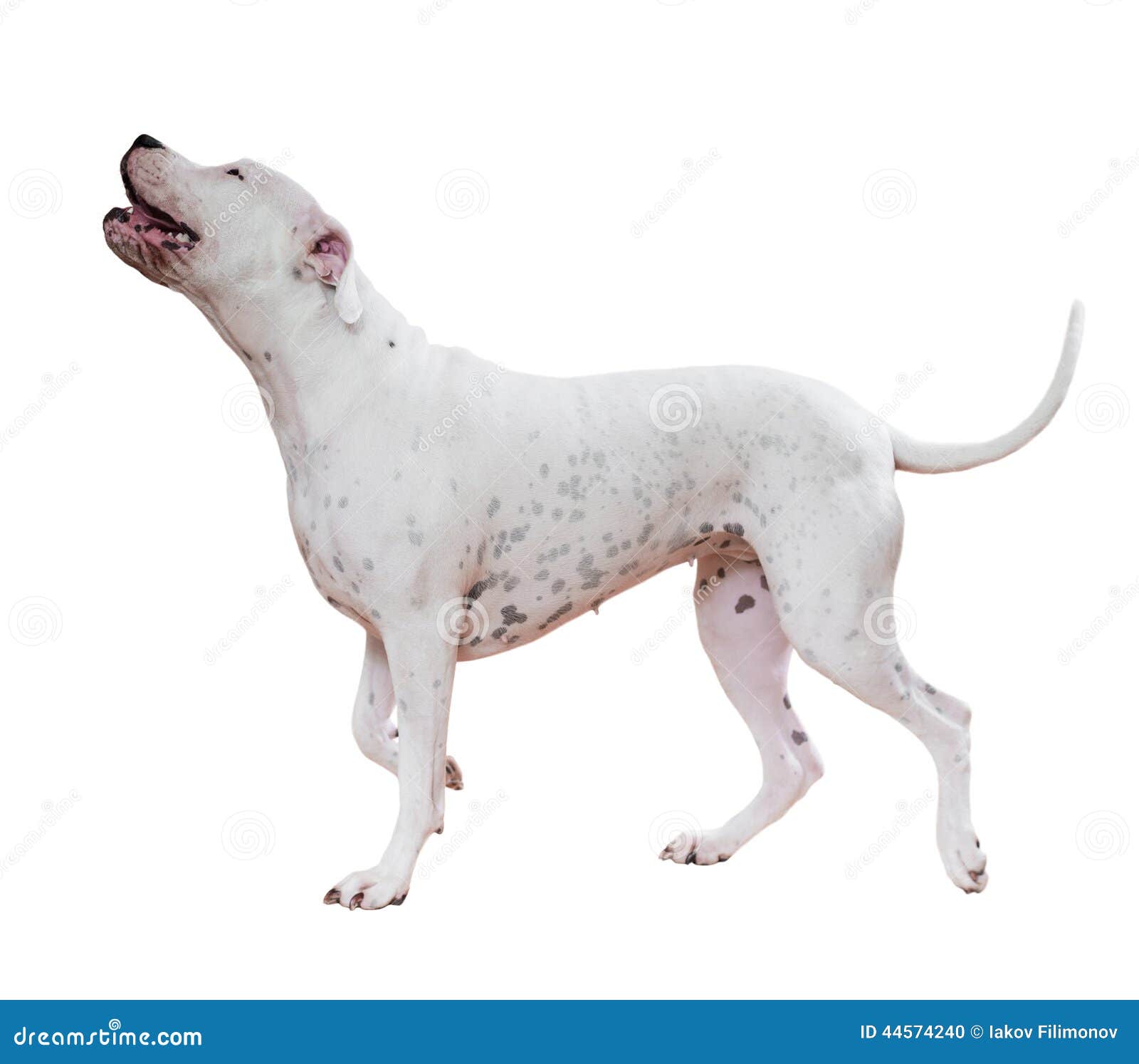 Dogo Argentino stock photo. Image of animal, adult, standing - 44574240
