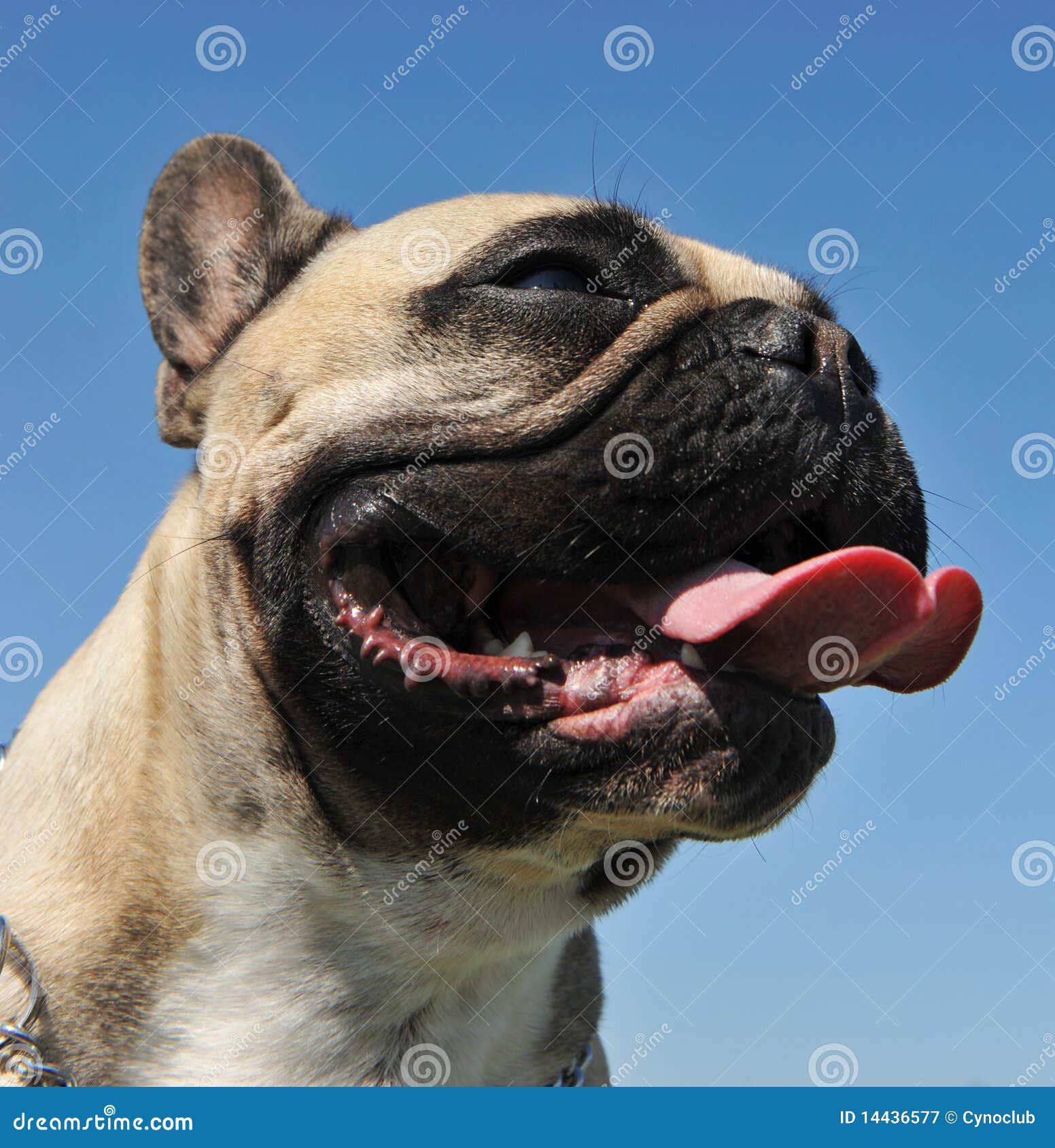 Dogo francés imagen de archivo. Imagen de buldog, lindo - 14436577