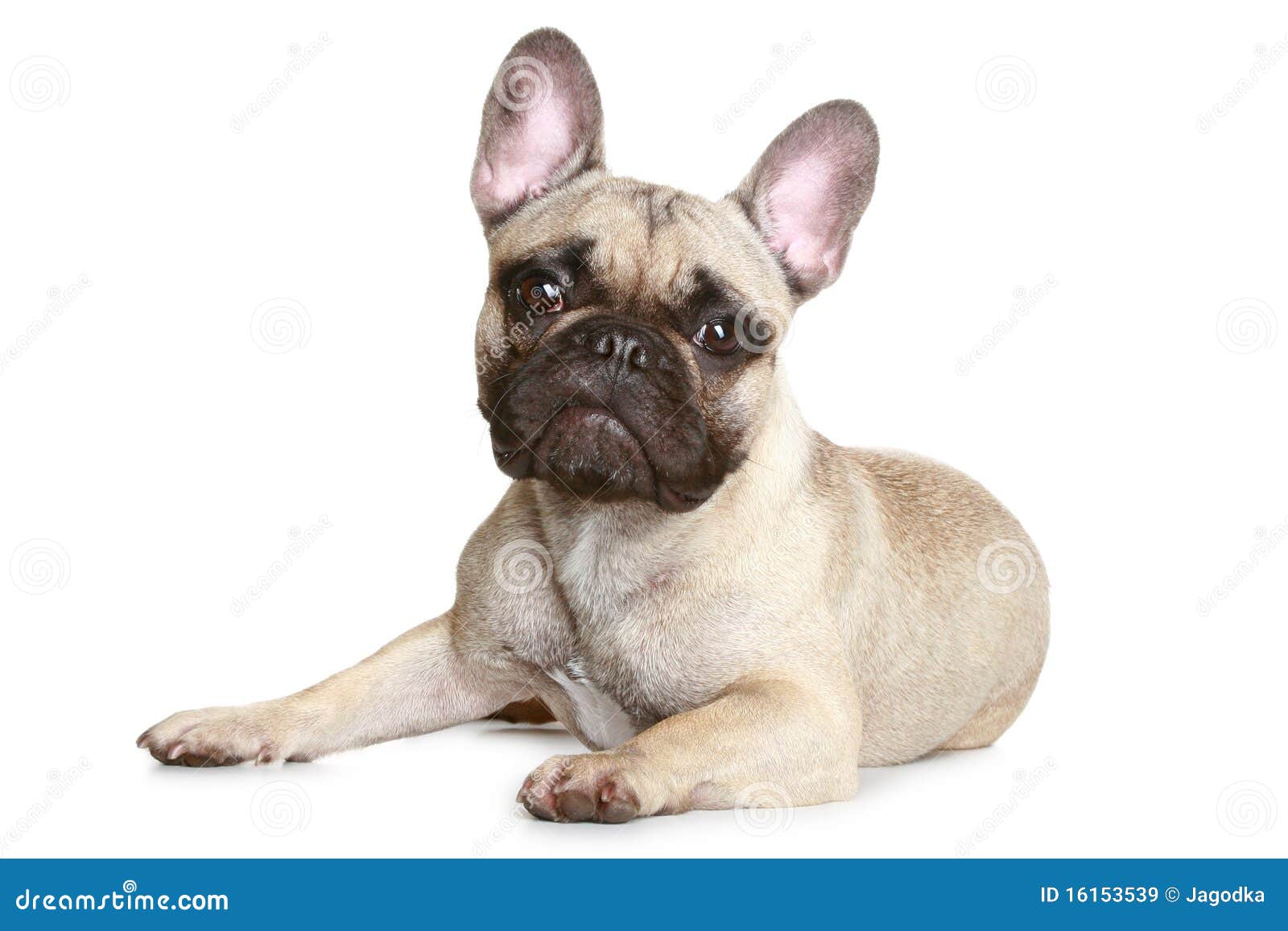 Dogo francés imagen de archivo. Imagen de perrito, poco - 16153539