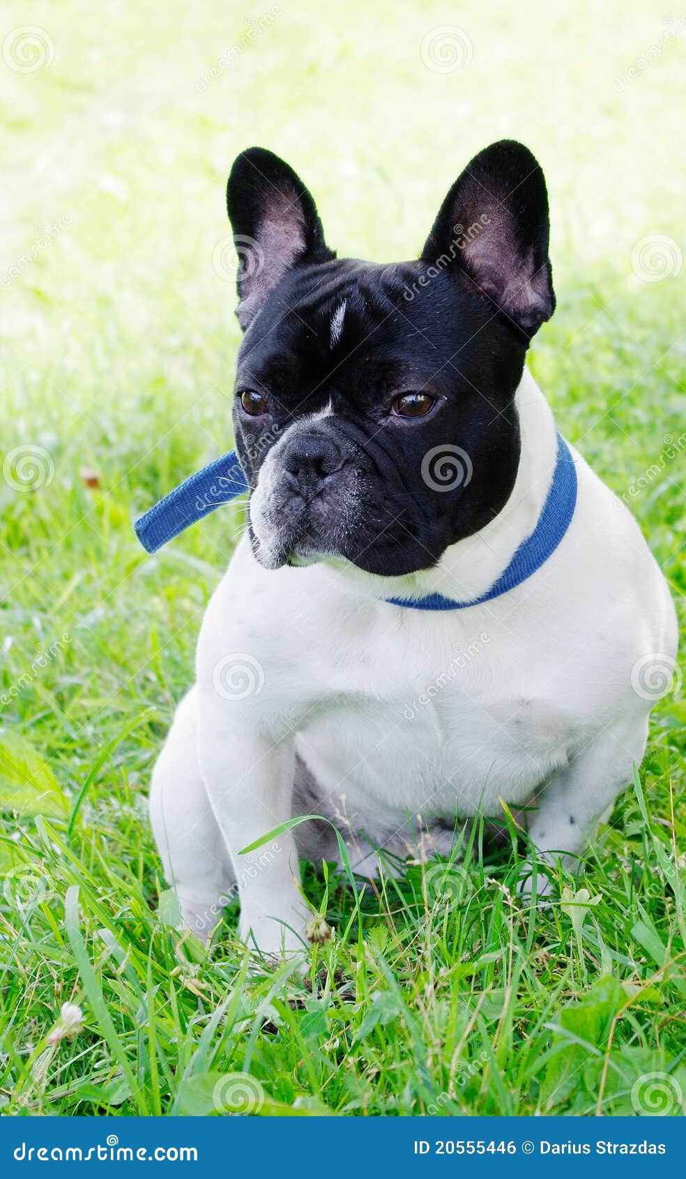 Dogo francés foto de archivo. Imagen de buldog, extracto - 20555446