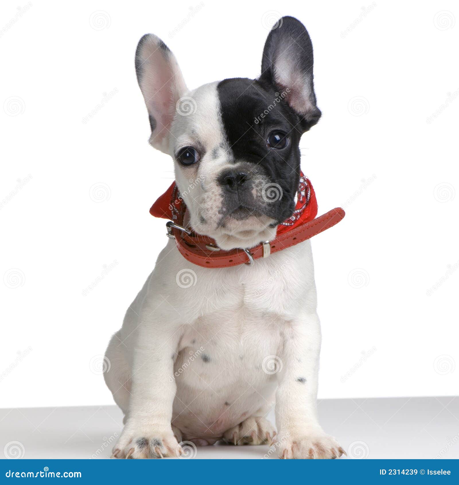 Dogo francés imagen de archivo. Imagen de animales, fondo - 2314239