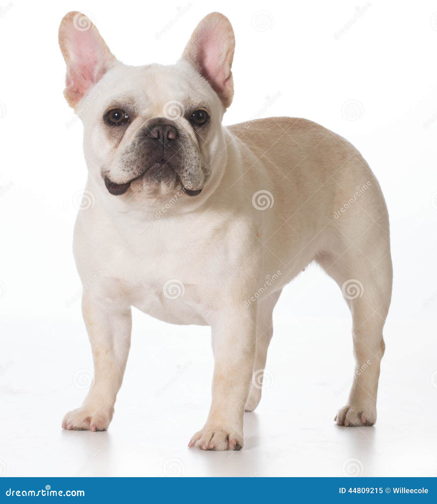 Dogo francés imagen de archivo. Imagen de purebred, cervatillo - 44809215