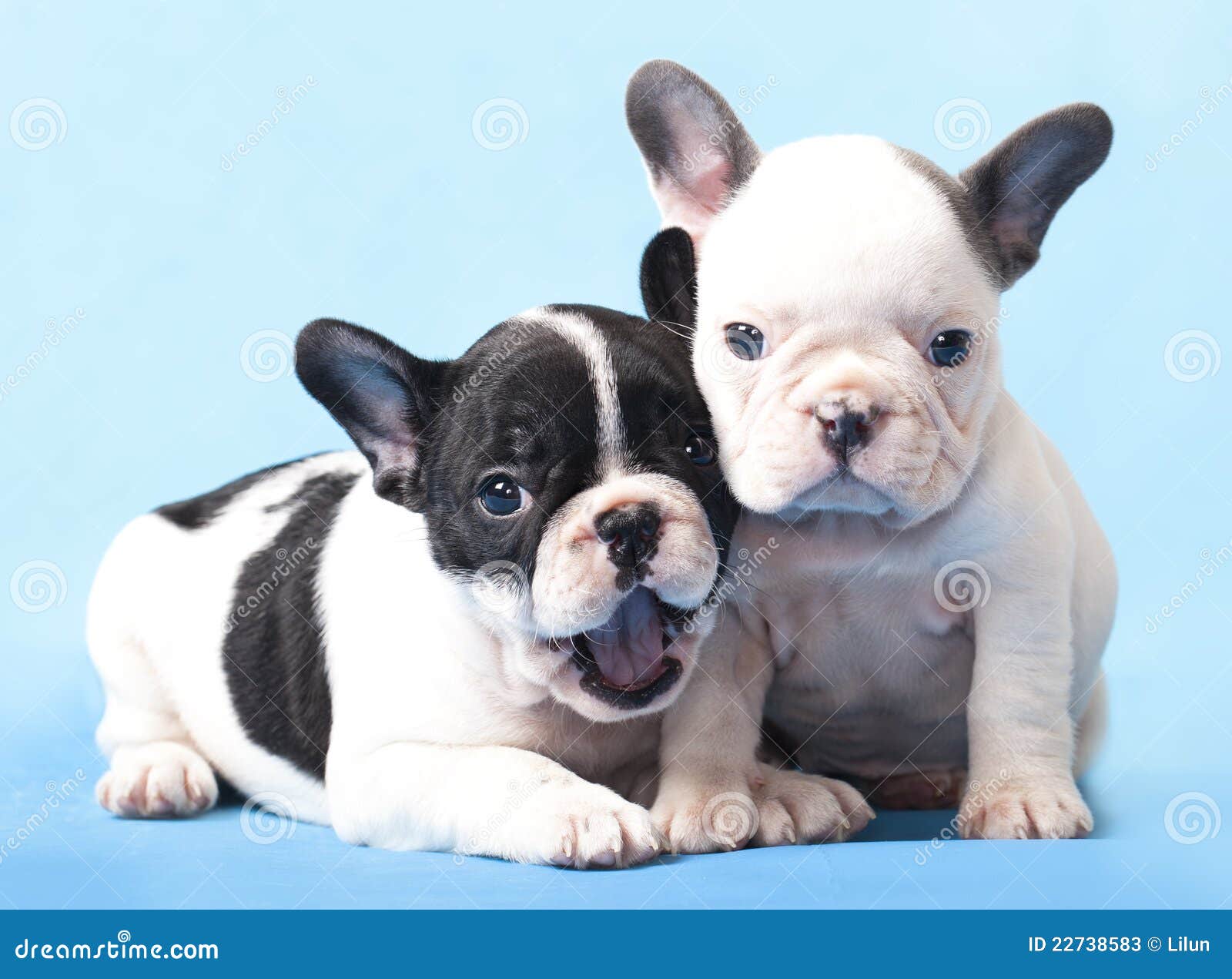 Dogos franceses imagen de archivo. Imagen de pétalo, purebred - 22738583