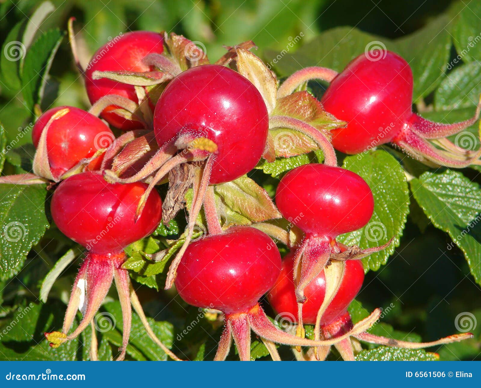 Dogrose berries stock photo. Image of cluster, dogrose - 6561506