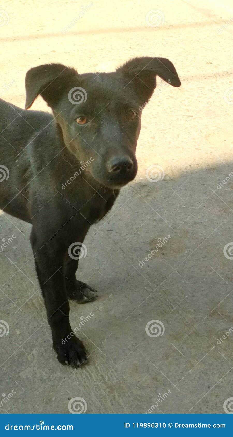 Doogi Stock Photos - Free & Royalty-Free Stock Photos from Dreamstime