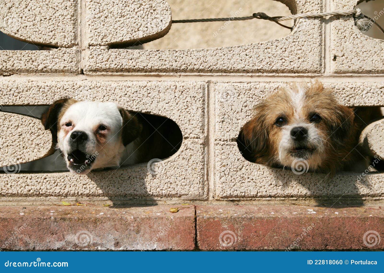 Dogs stock photo. Image of pair, sweet, cage, animal - 22818060