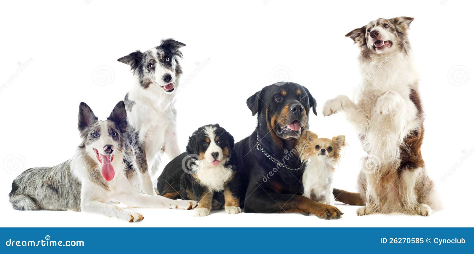 Six Dogs Sitting Down White Stock Photos - Free & Royalty-Free Stock ...