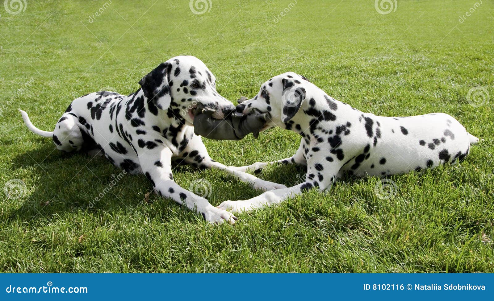 Dogs stock photo. Image of monochrome, park, breed, animal - 8102116