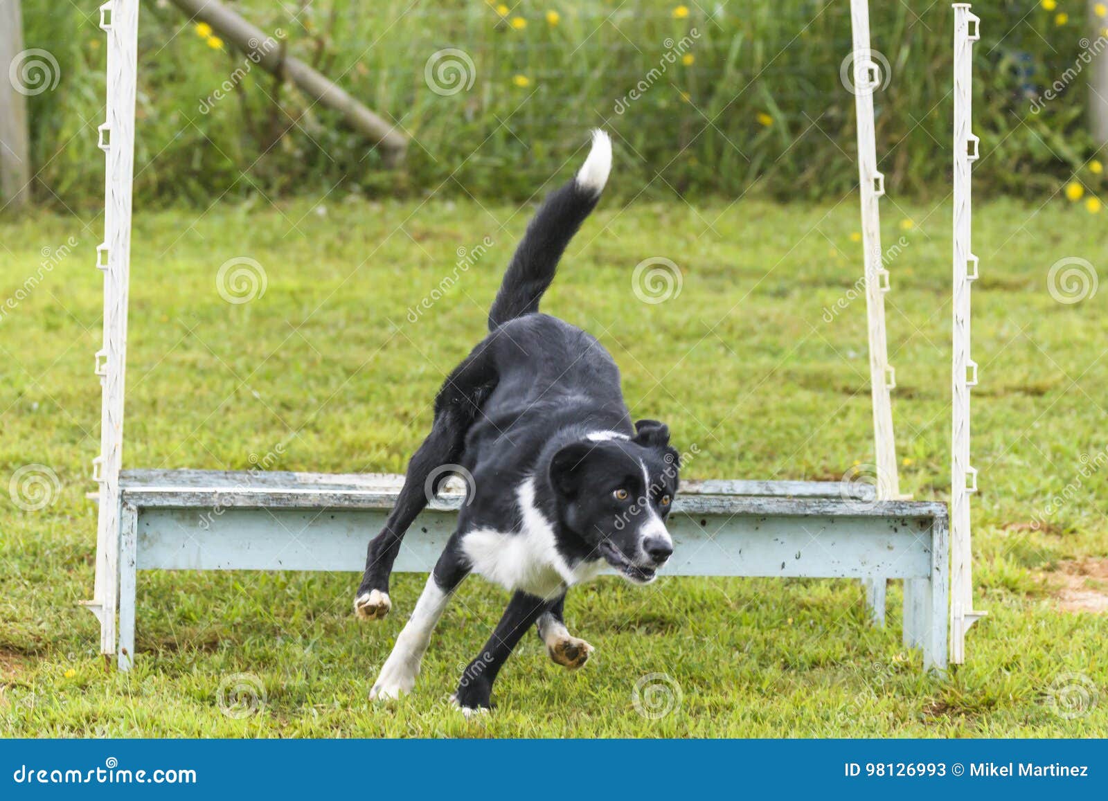 Dogs in an Agility Competition Stock Image - Image of sport, agile ...
