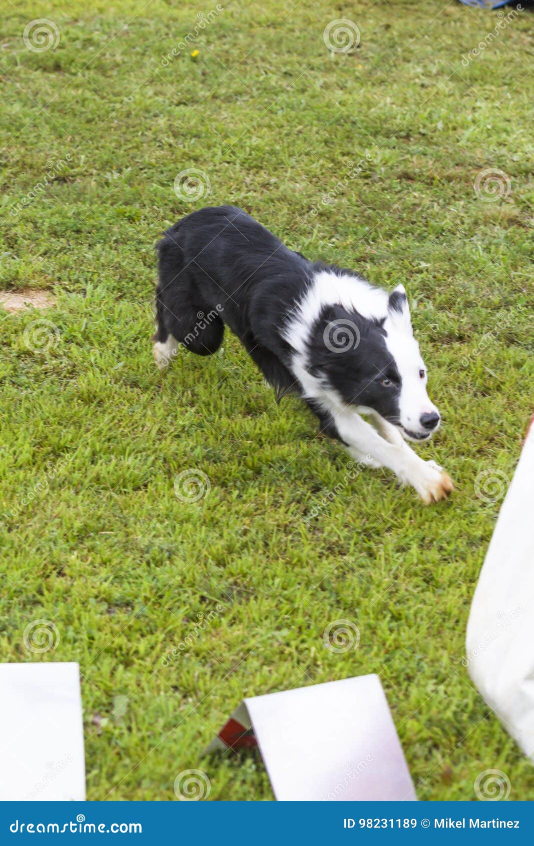 Dogs in an Agility Competition Editorial Stock Image - Image of canine ...