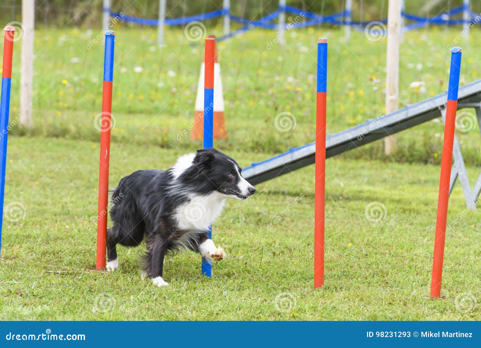 Dogs in an Agility Competition Editorial Stock Photo - Image of ...