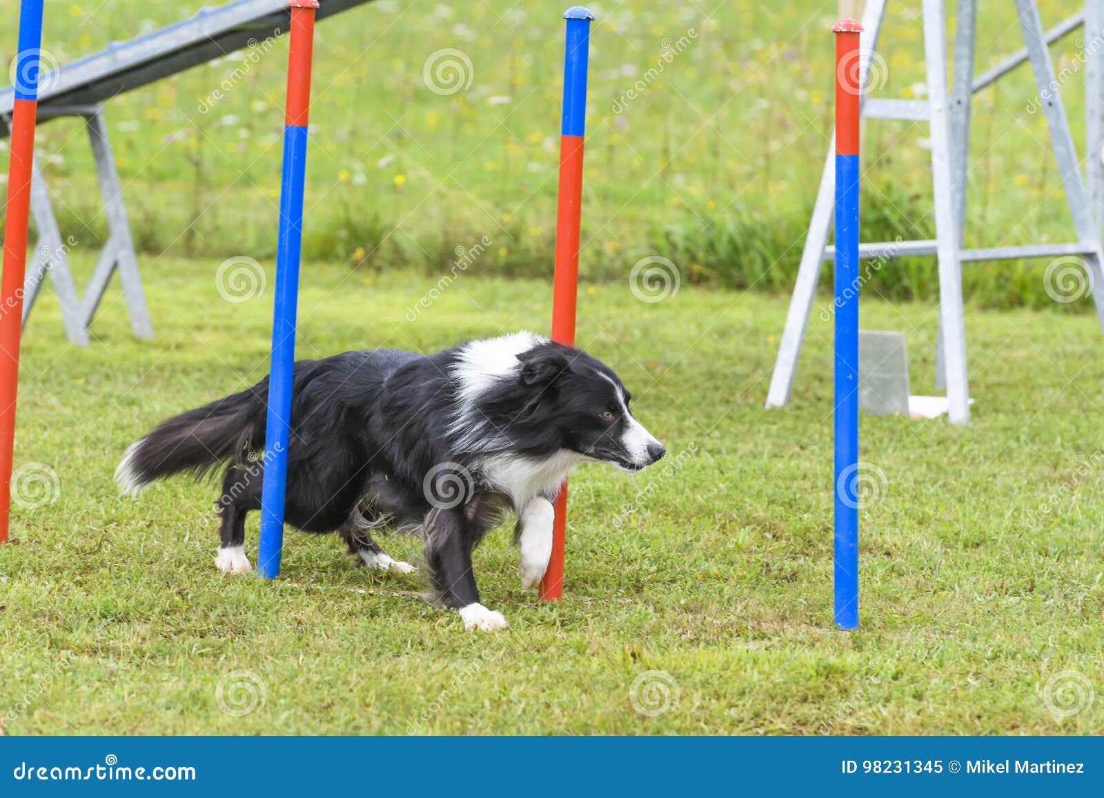 Dogs in an Agility Competition Editorial Image - Image of agility ...