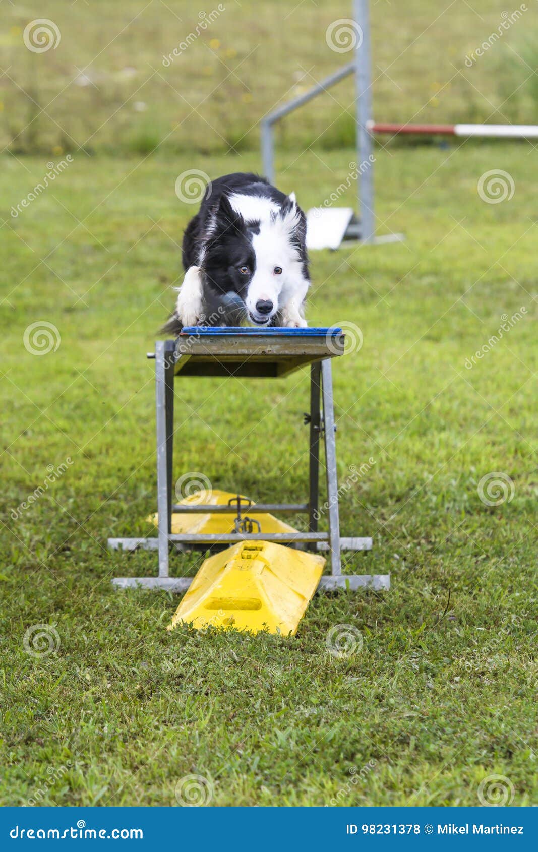 Dogs in an Agility Competition Editorial Stock Photo - Image of ...