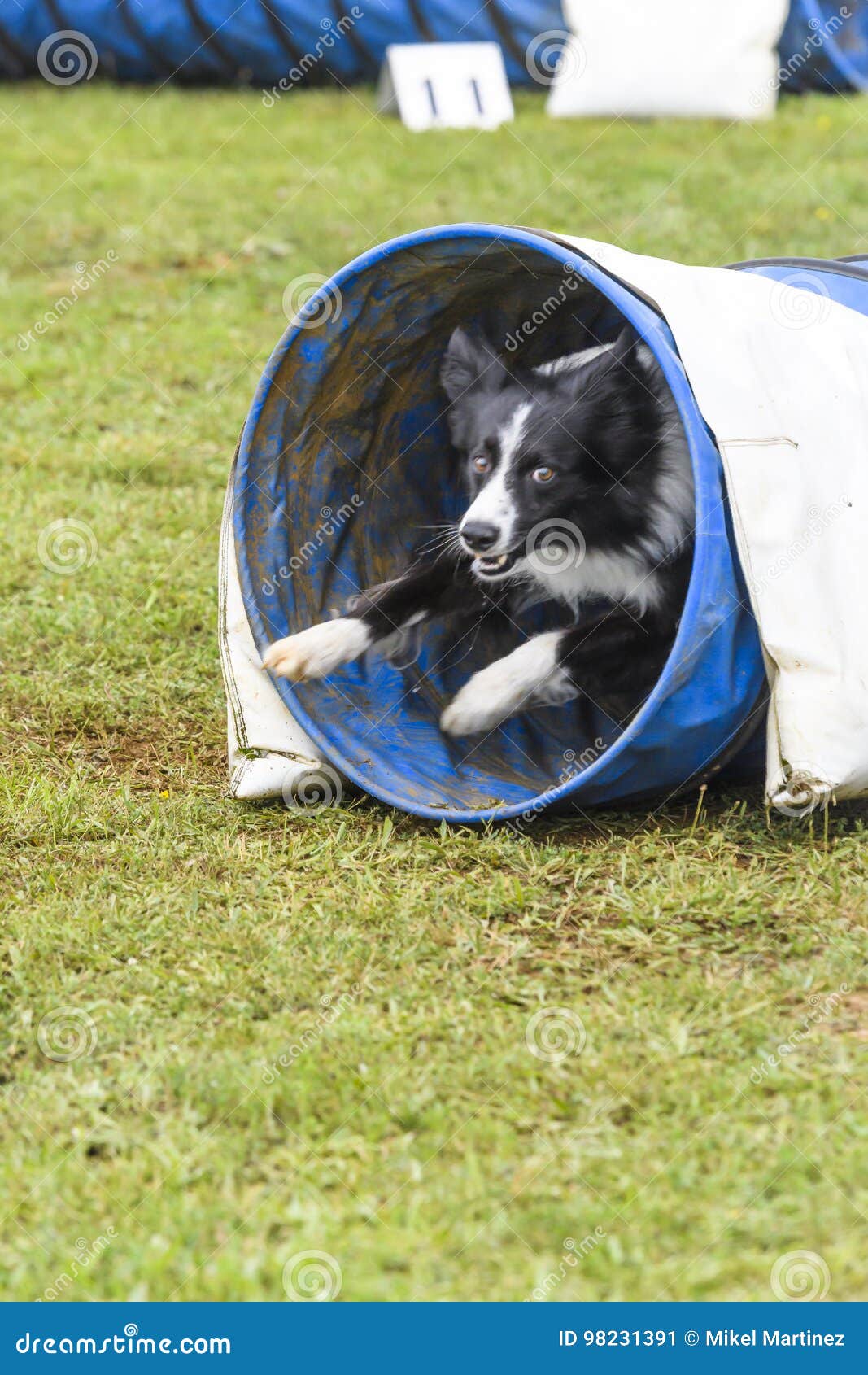 Dogs in an Agility Competition Editorial Photo - Image of canine ...