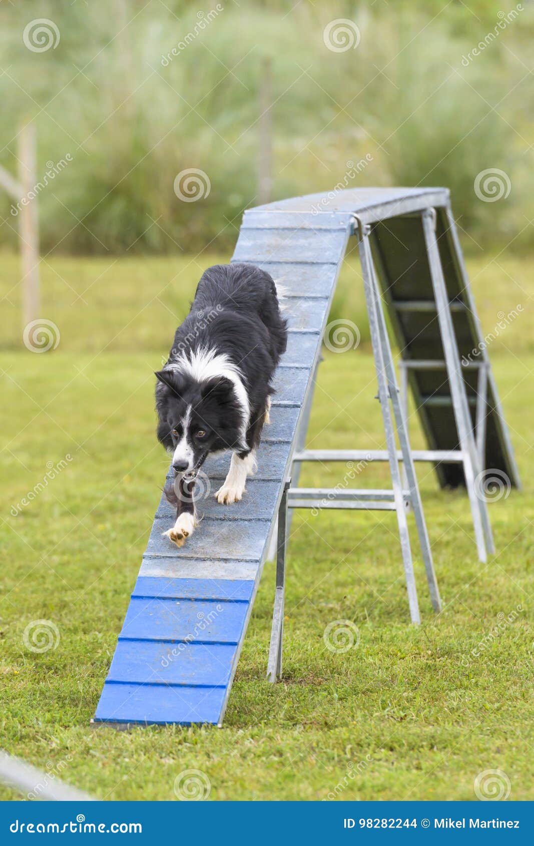 Dogs in an Agility Competition Editorial Stock Image - Image of agility ...