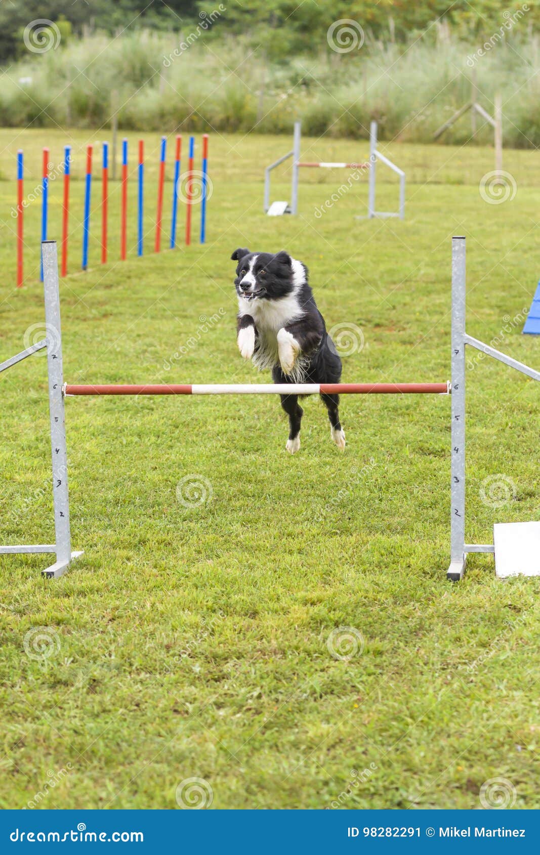Dogs in an Agility Competition Editorial Photo - Image of obedience ...