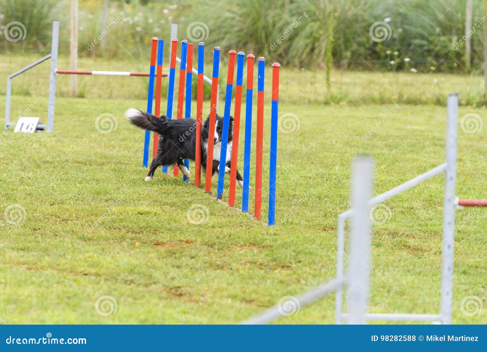 Dogs in an Agility Competition Editorial Stock Photo - Image of ...