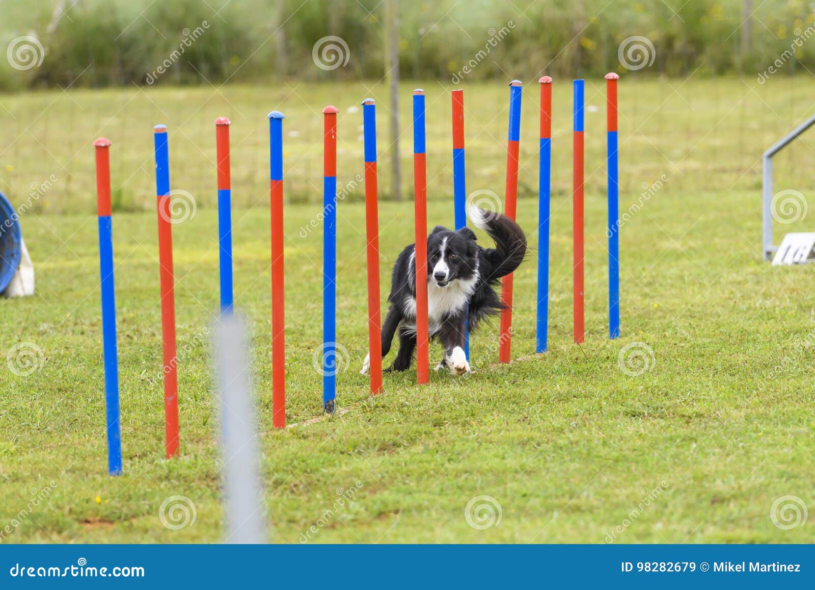 Dogs in an Agility Competition Editorial Stock Image - Image of ...