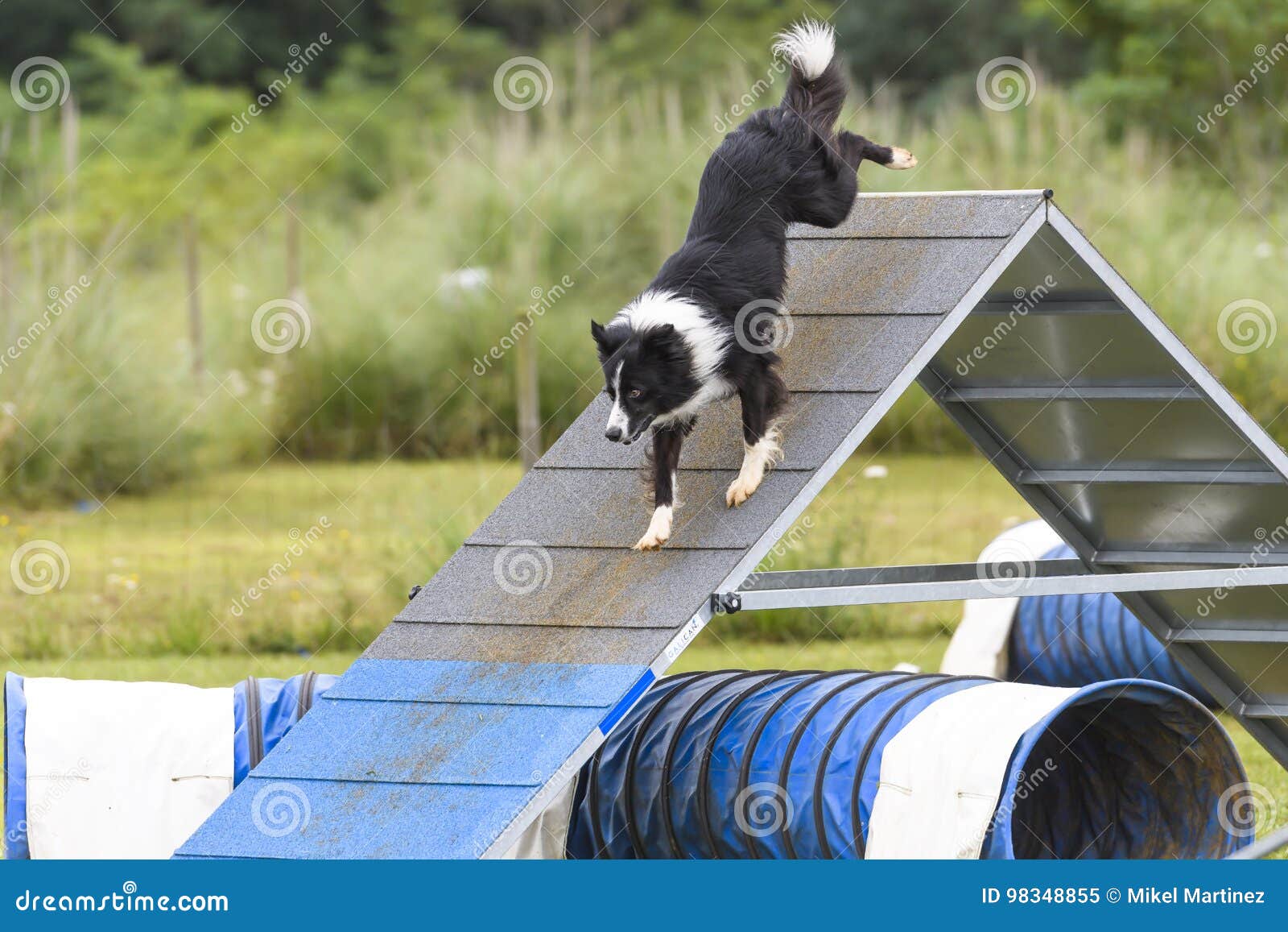 Dogs in an Agility Competition Stock Image - Image of animal, shepherd ...
