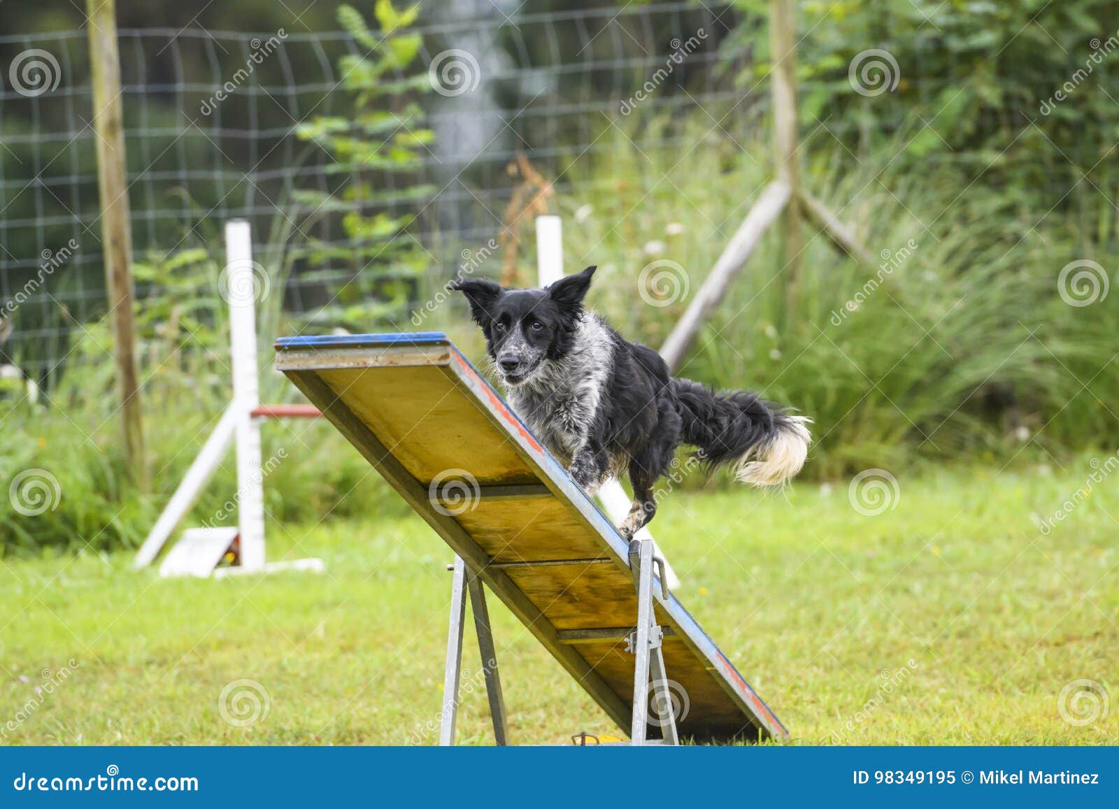 Dogs in an Agility Competition Editorial Image - Image of domestic ...