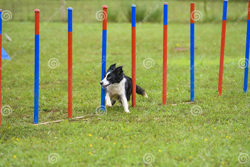 Dogs in an Agility Competition Editorial Photography - Image of ...