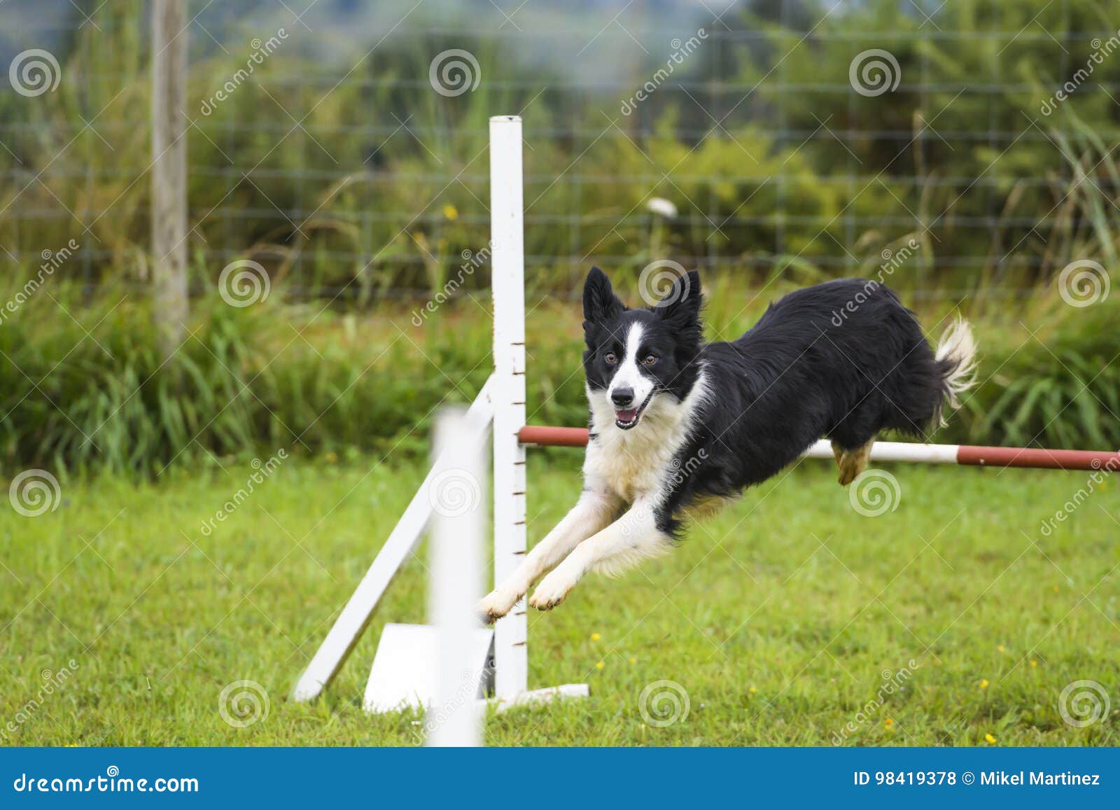 Dogs in an Agility Competition Editorial Stock Photo - Image of sport ...