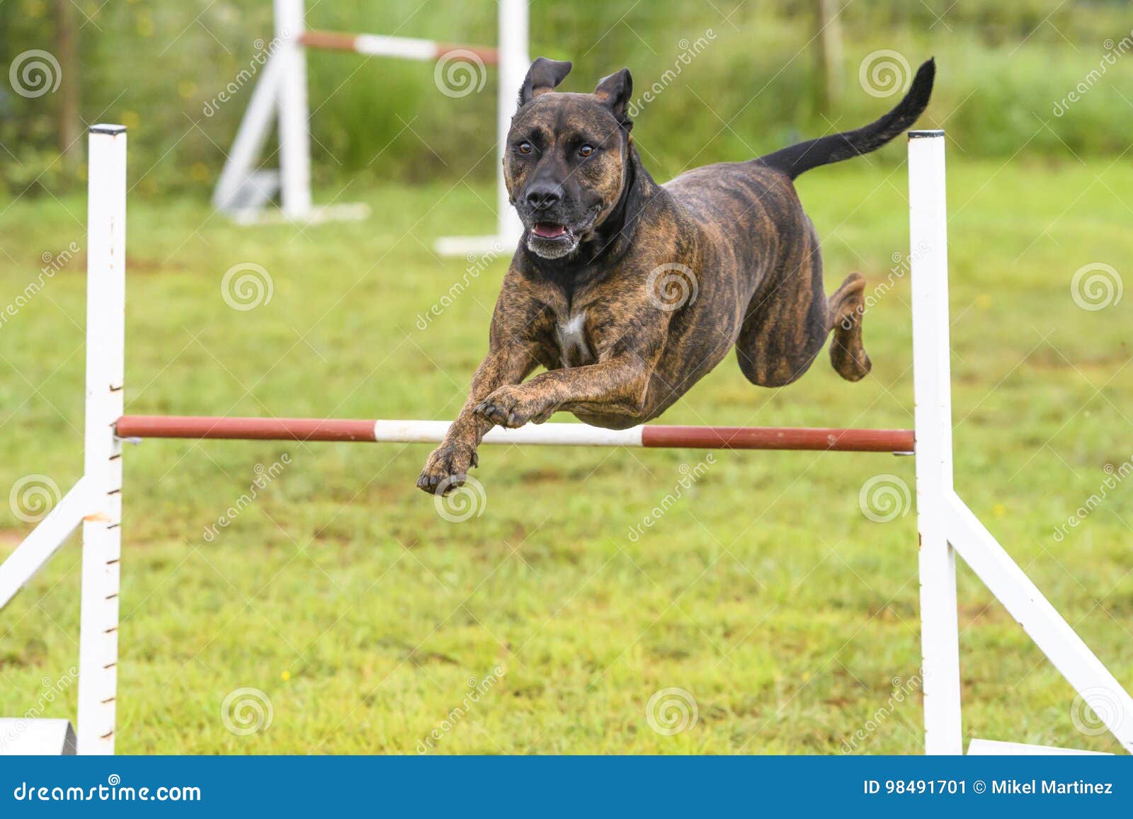 Dogs in an Agility Competition Editorial Photo - Image of competition ...