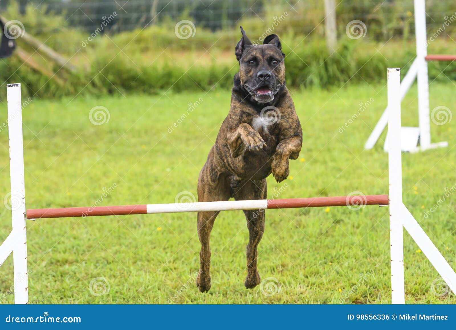 Dogs in an Agility Competition Stock Photo - Image of agile, canine ...