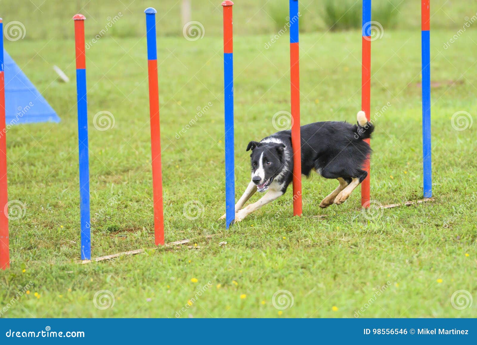 Dogs in an Agility Competition Stock Photo - Image of agility ...