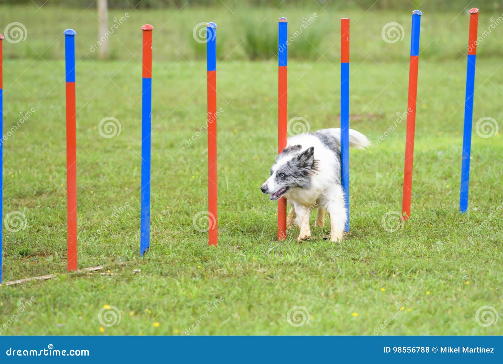 Dogs in an Agility Competition Stock Photo - Image of obedience ...