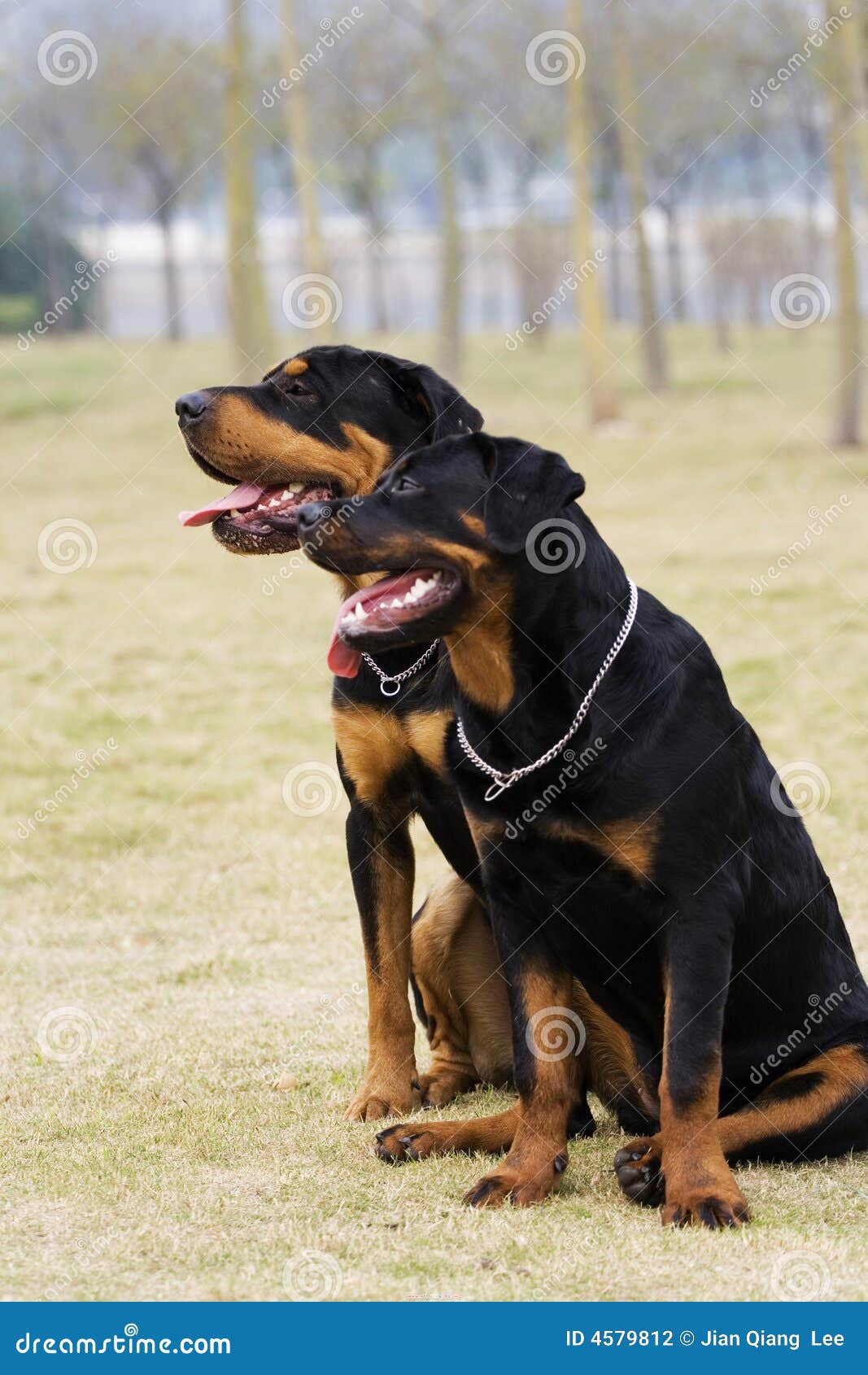 The dogs of asheng stock photo. Image of lovely, frizzle - 4579812